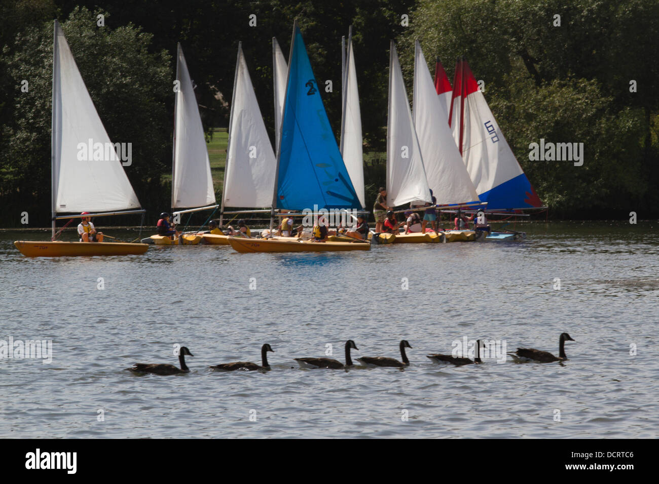 Wimbledon London, UK. 21st August 2013. A team of ducks paddle past ...