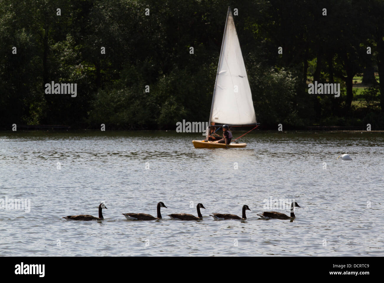 Wimbledon London, UK. 21st August 2013. A team of ducks paddle past a ...