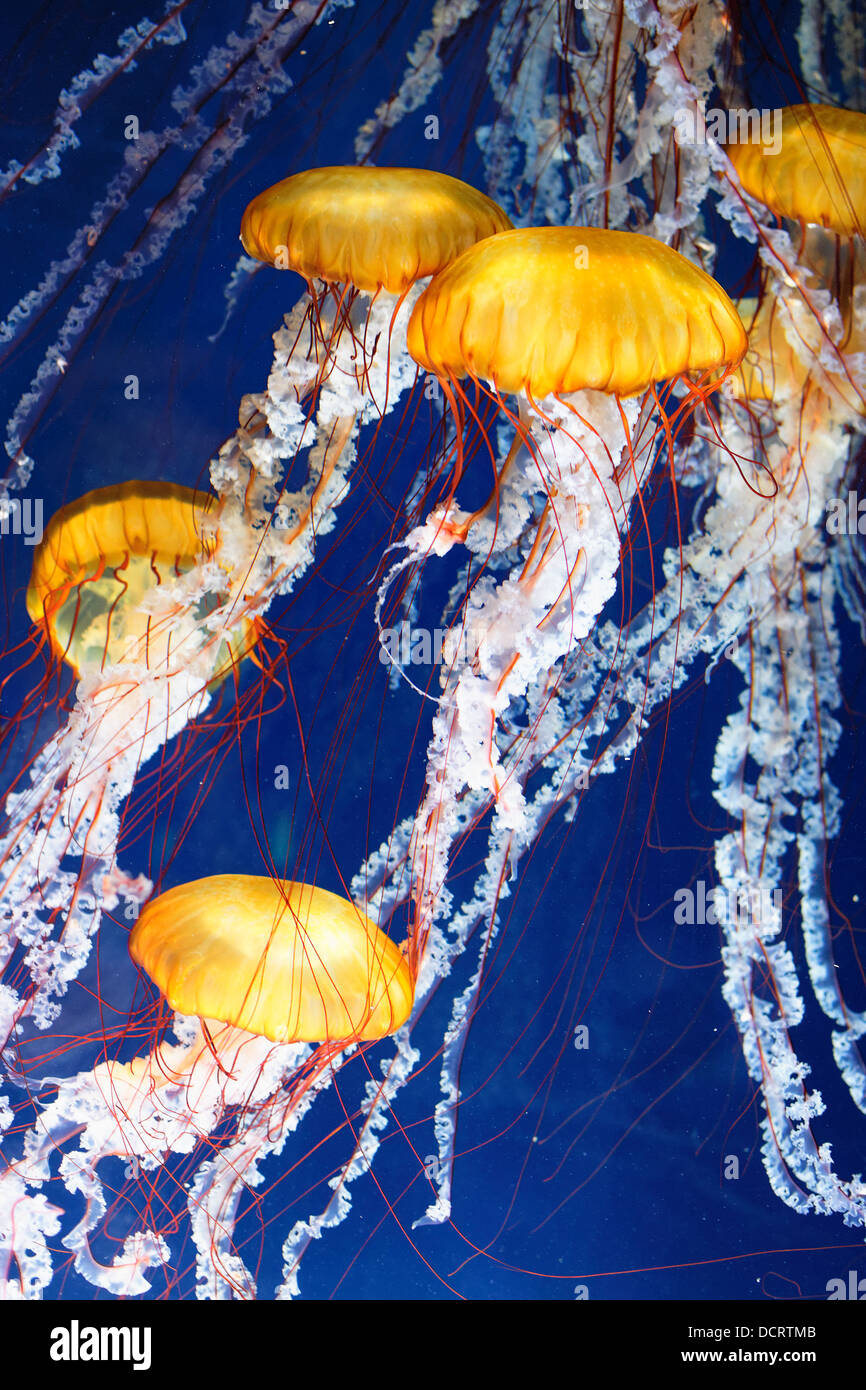 Jellyfish patterns hi-res stock photography and images - Alamy