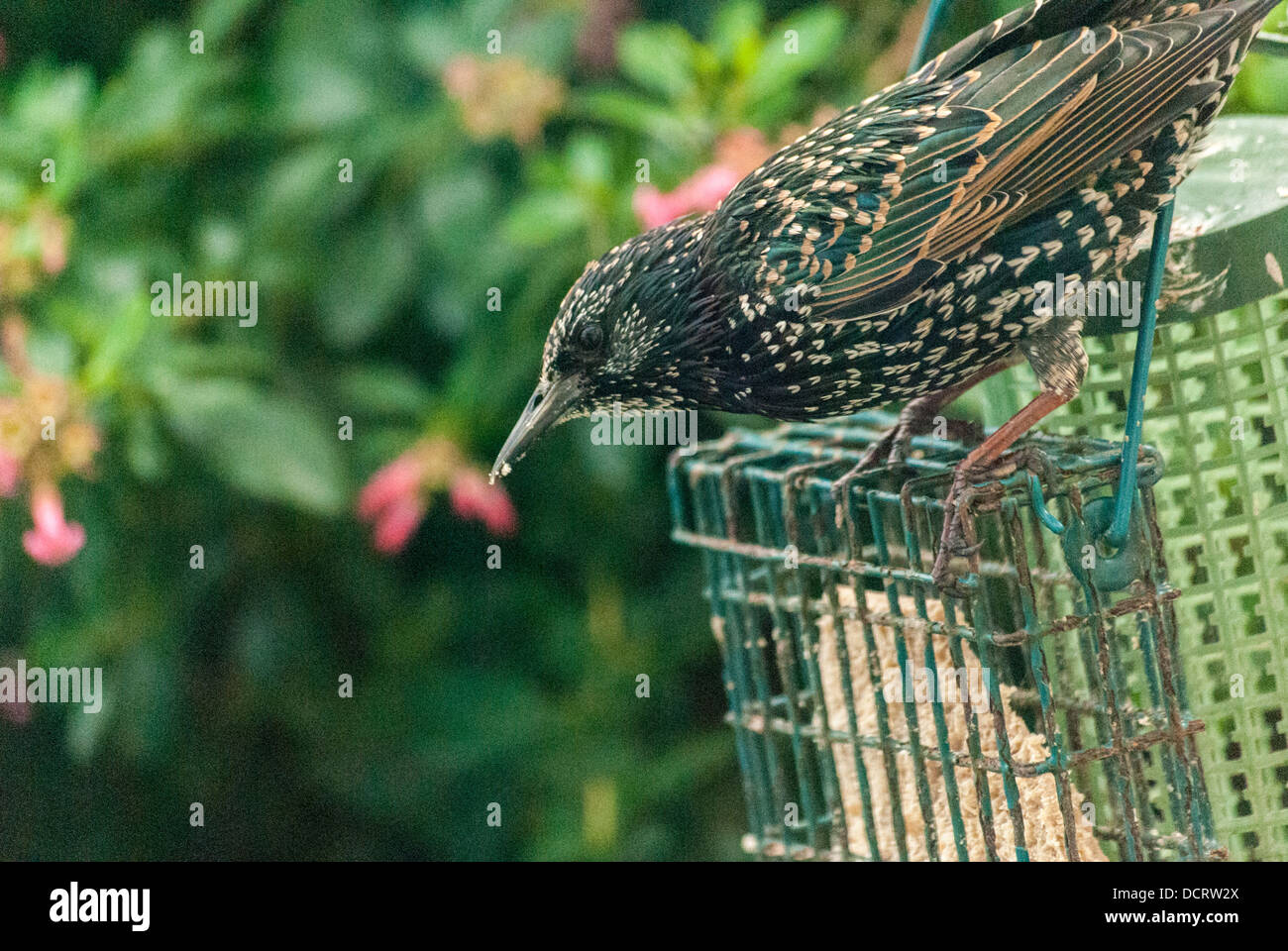 Young Starling on feeder Stock Photo - Alamy
