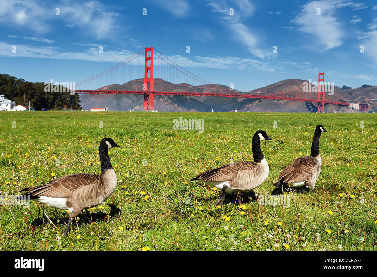 Bird golden gate bridge hi-res stock photography and images - Alamy