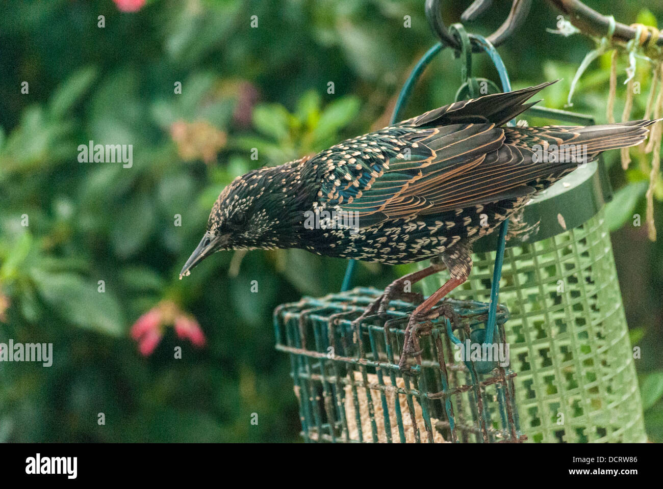 Starling feeder hi-res stock photography and images - Alamy