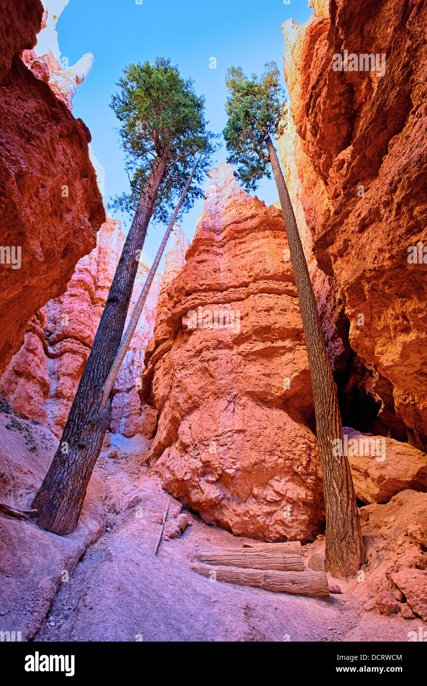 Bryce Canyon trees Stock Photo - Alamy