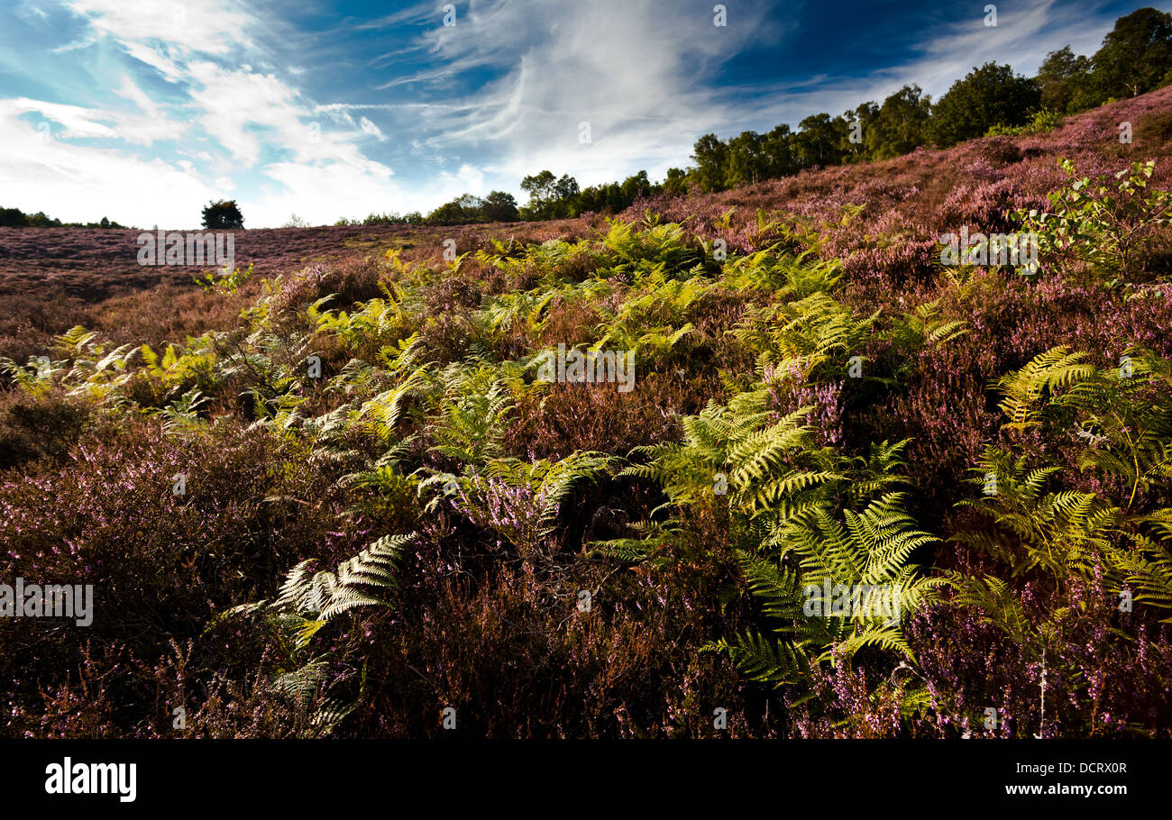 fern and heather Stock Photo - Alamy