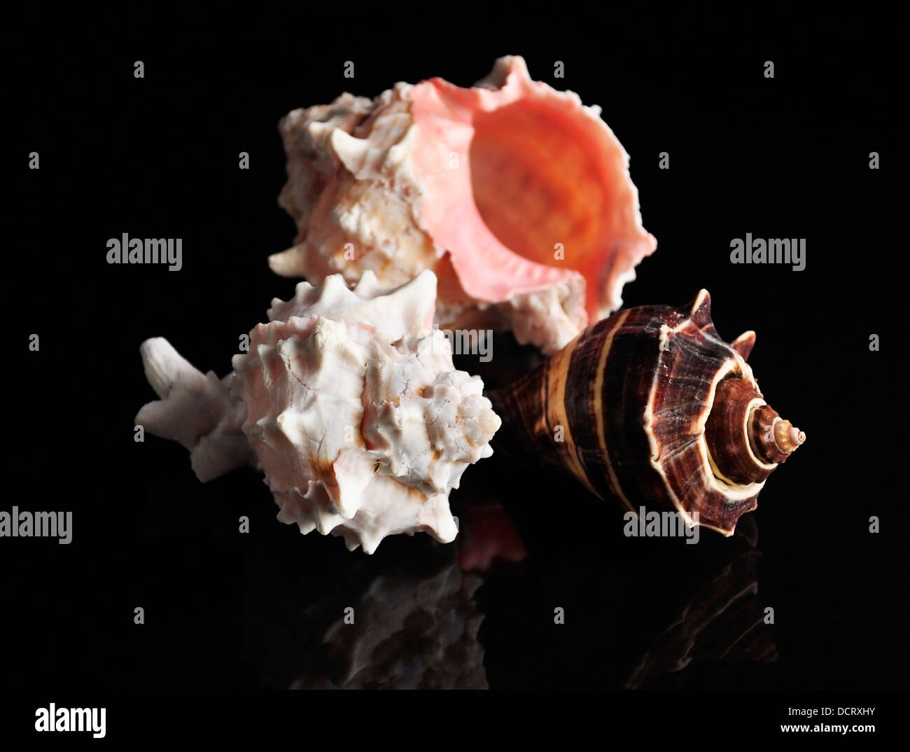 Shell fauna hi-res stock photography and images - Alamy