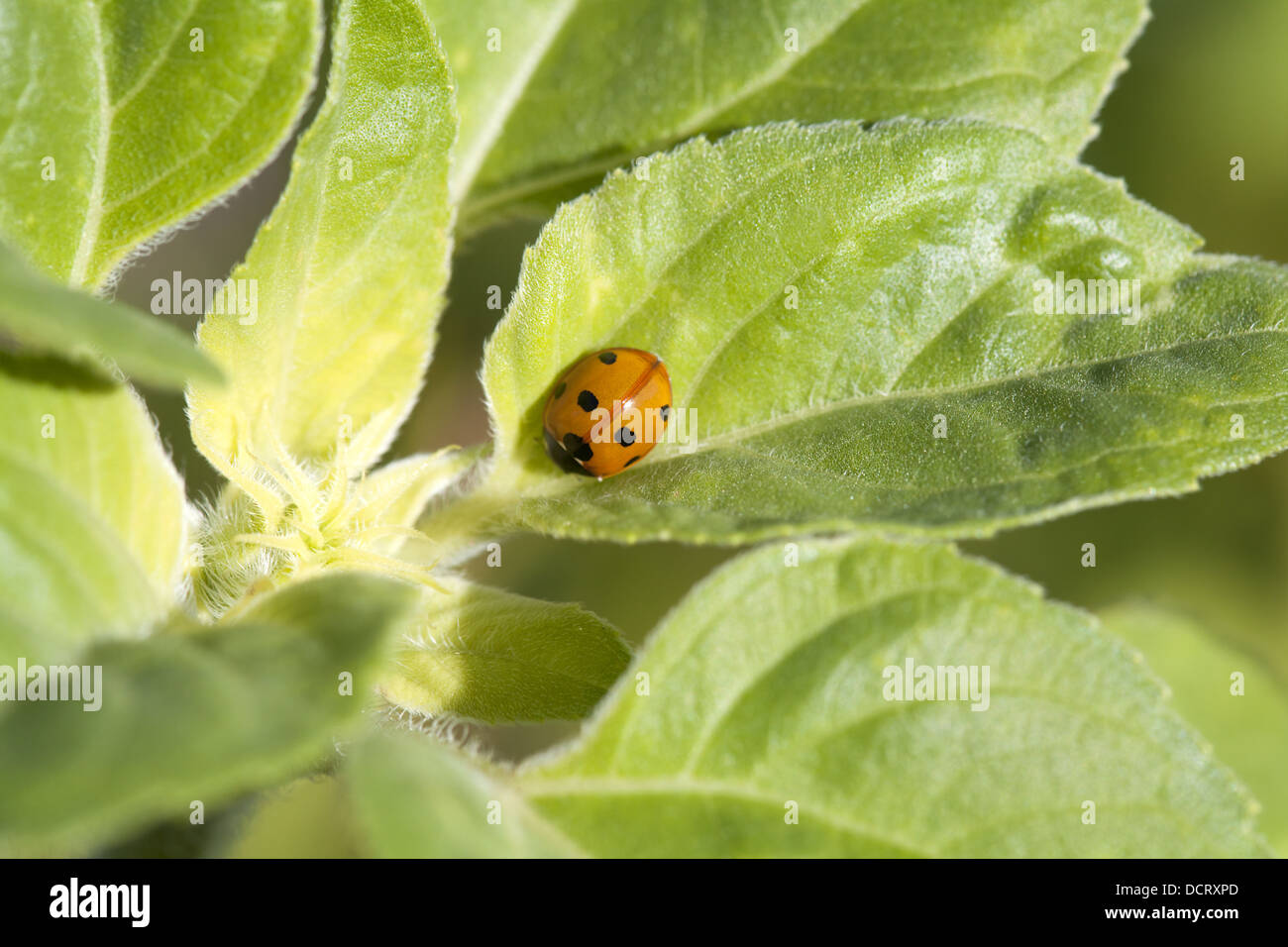 little cute ladybug Stock Photo - Alamy