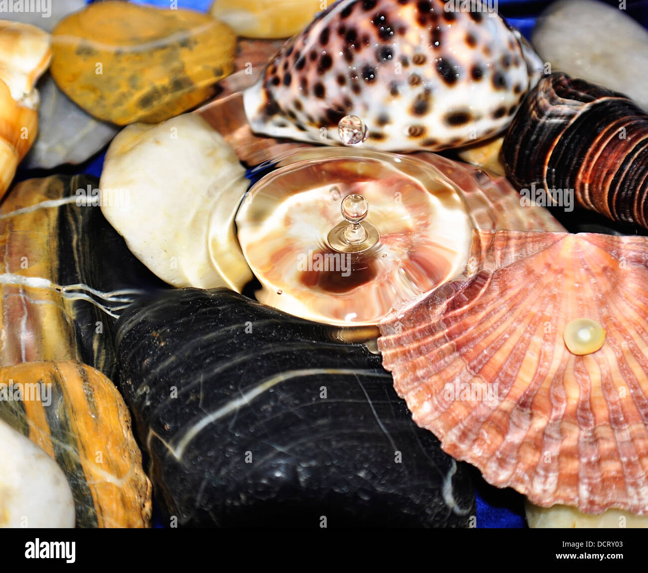 shells in water Stock Photo - Alamy