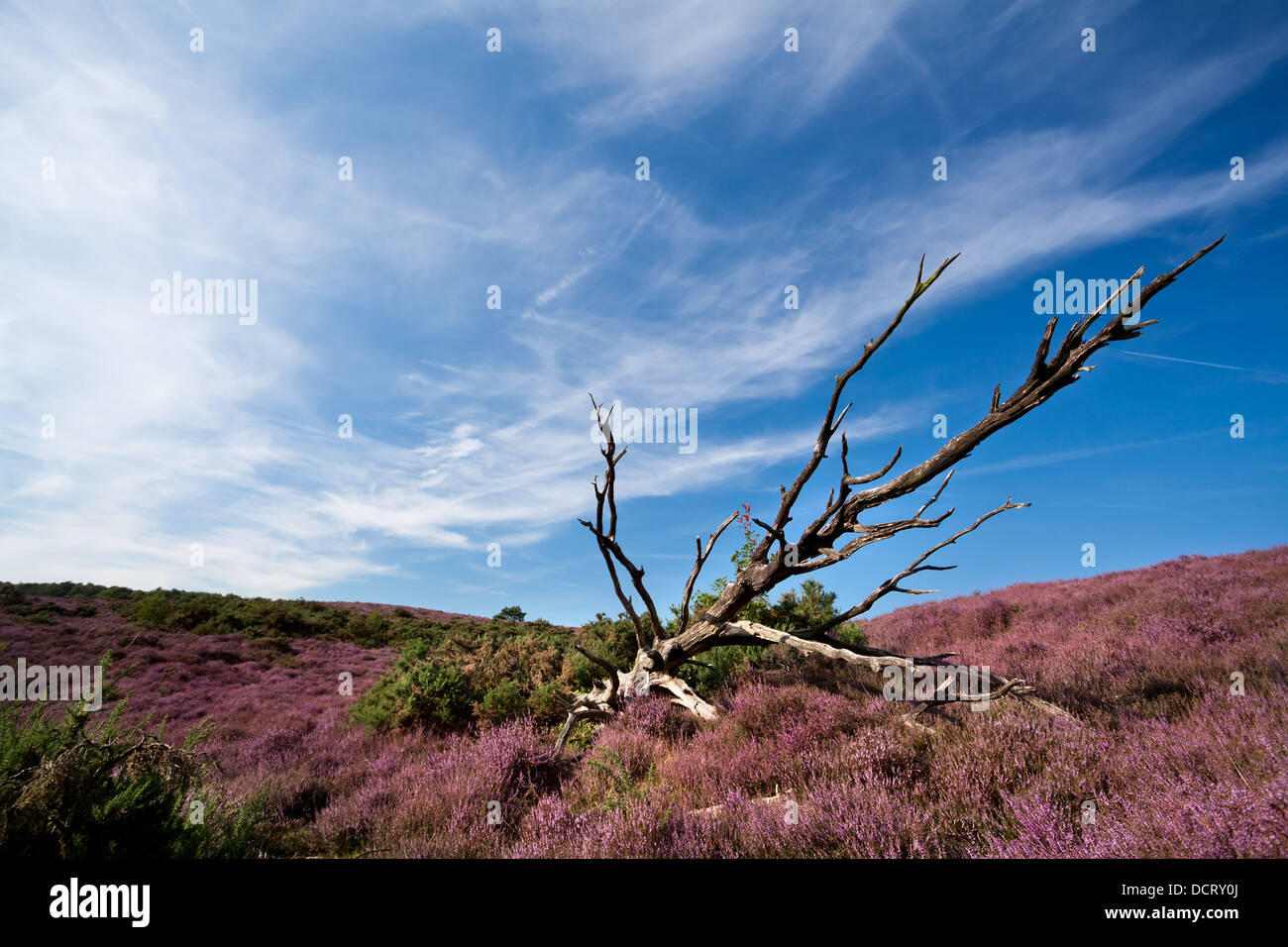 old dry tree in heather Stock Photo - Alamy