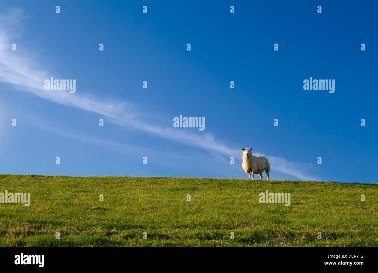 cute sheep over blue sky Stock Photo - Alamy