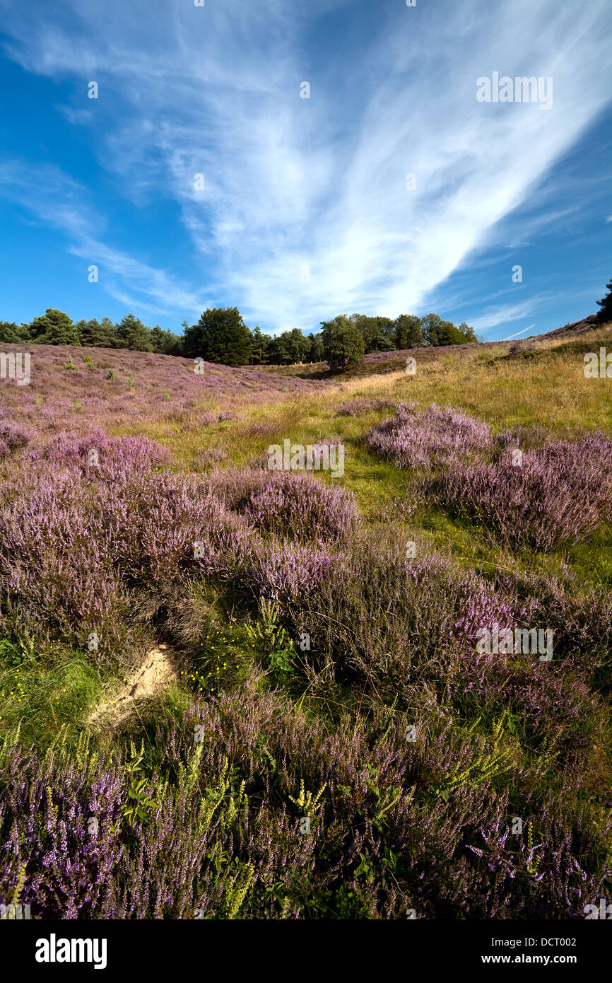 many flowering heather Stock Photo - Alamy
