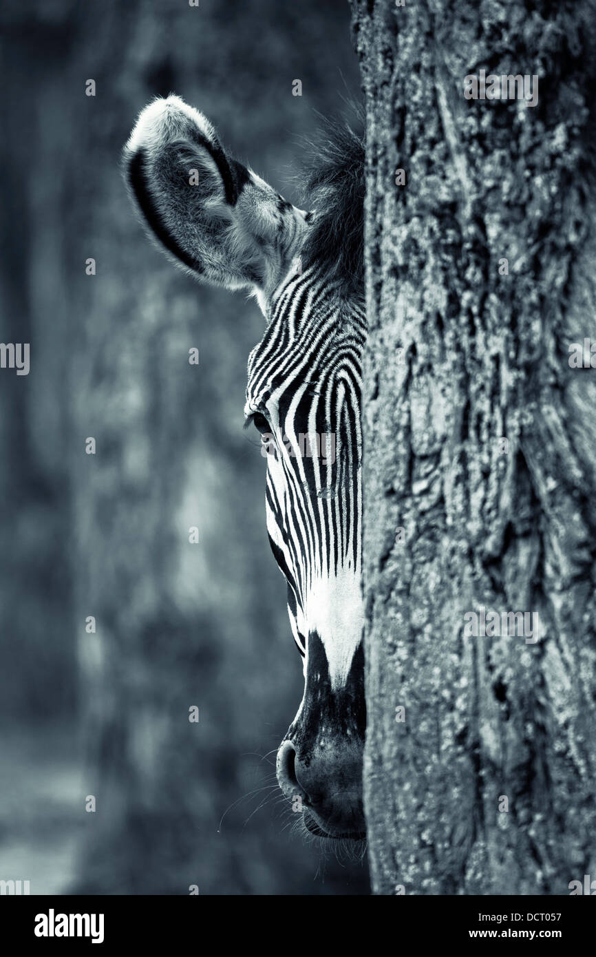 Zebra duck hi-res stock photography and images - Alamy