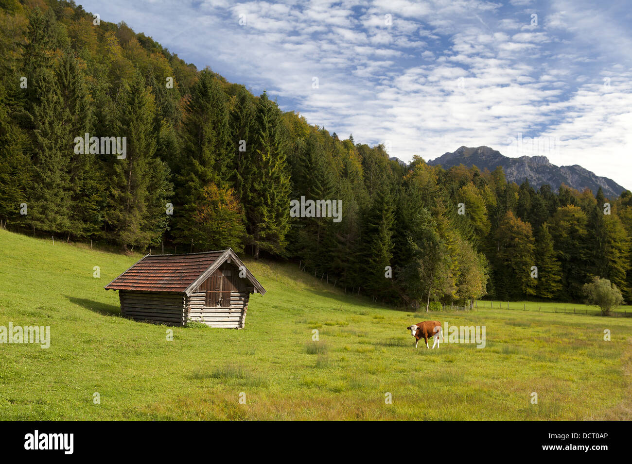 alpine pasture in Bavaria Stock Photo - Alamy