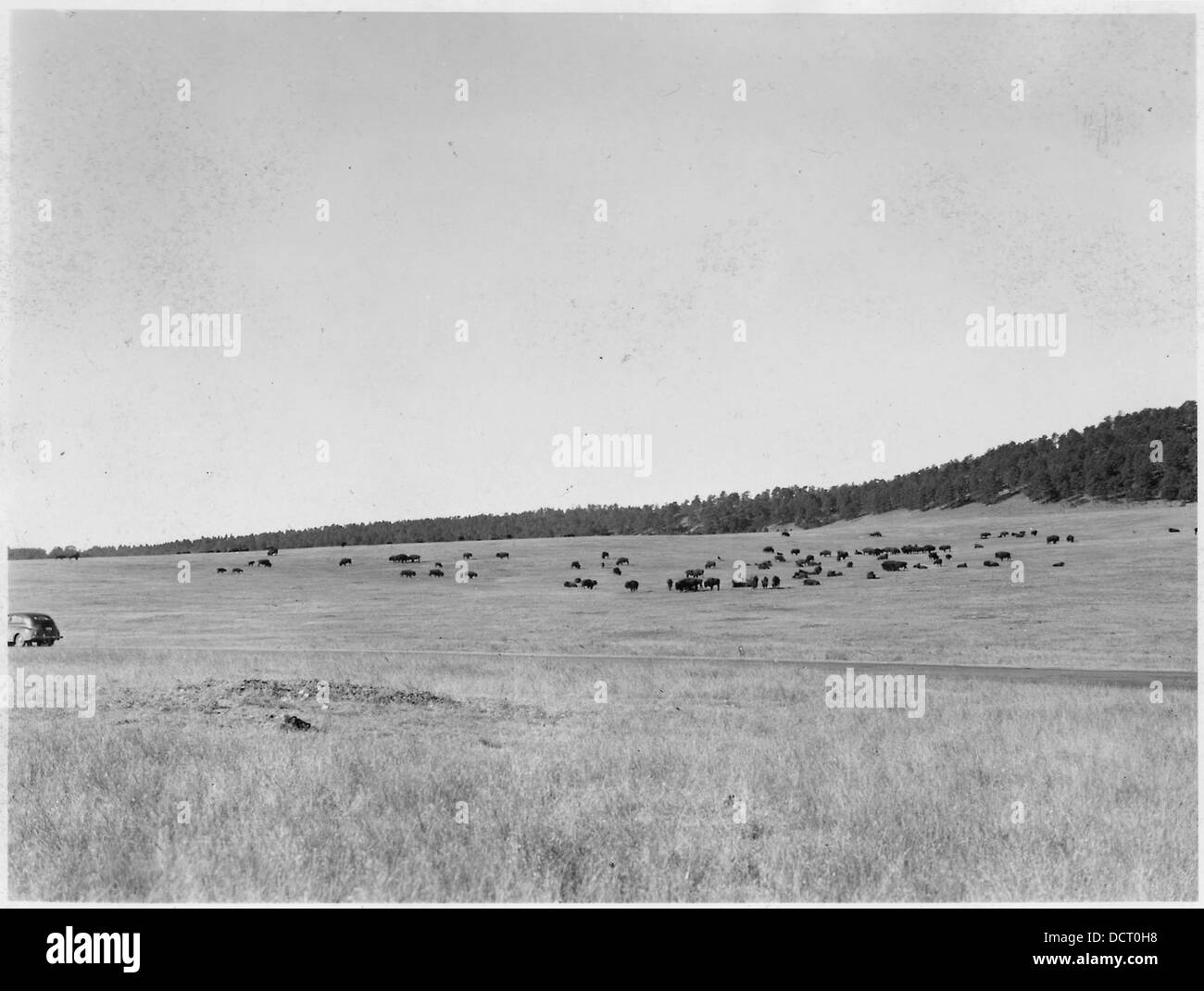 A herd of buffalo is seen grazing across a wide open landscape. Buffalo ...