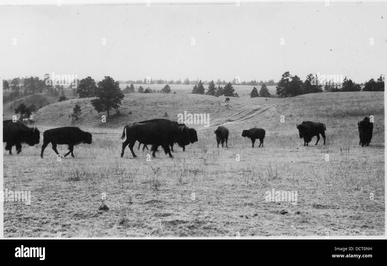 The image captures buffalo grazing on the open range, a common sight in ...