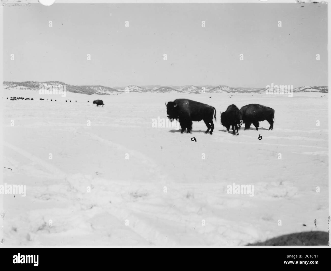A buffalo stands amidst snow-covered ground, emphasizing the resilience ...