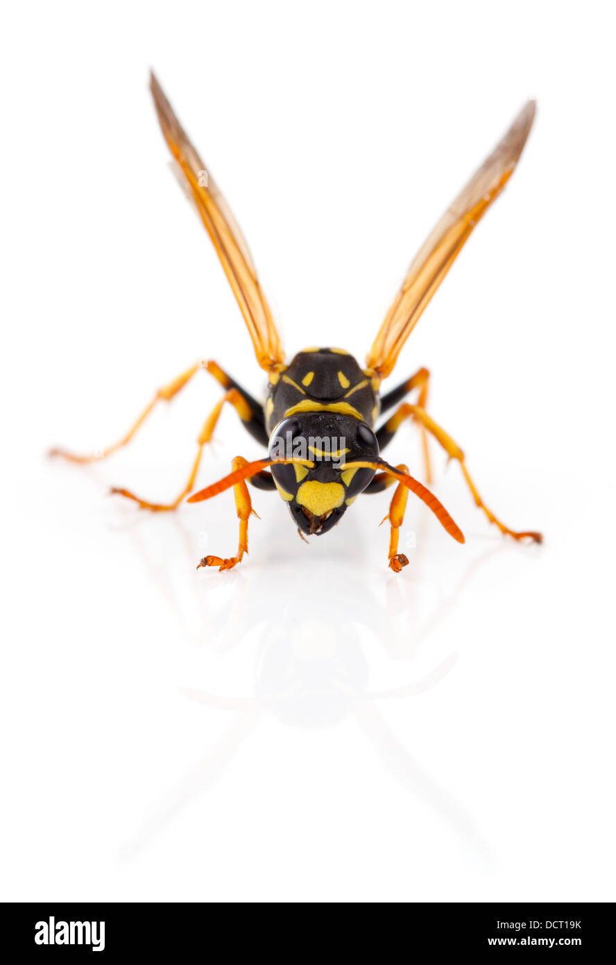 wasp isolated on white background Stock Photo - Alamy