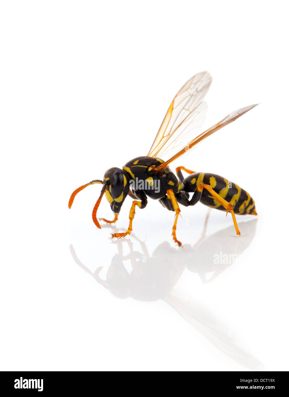 wasp isolated on white background Stock Photo - Alamy
