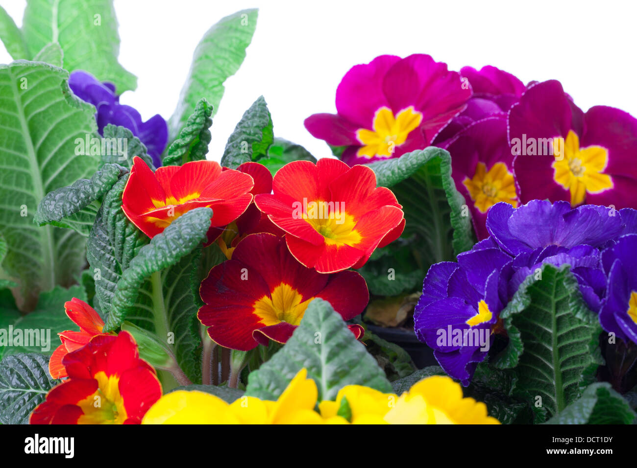 assorted primula flowers isolated on white background. colorful Stock ...