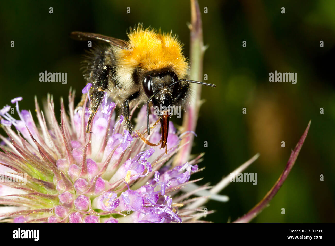 Anthophoridae hi-res stock photography and images - Alamy