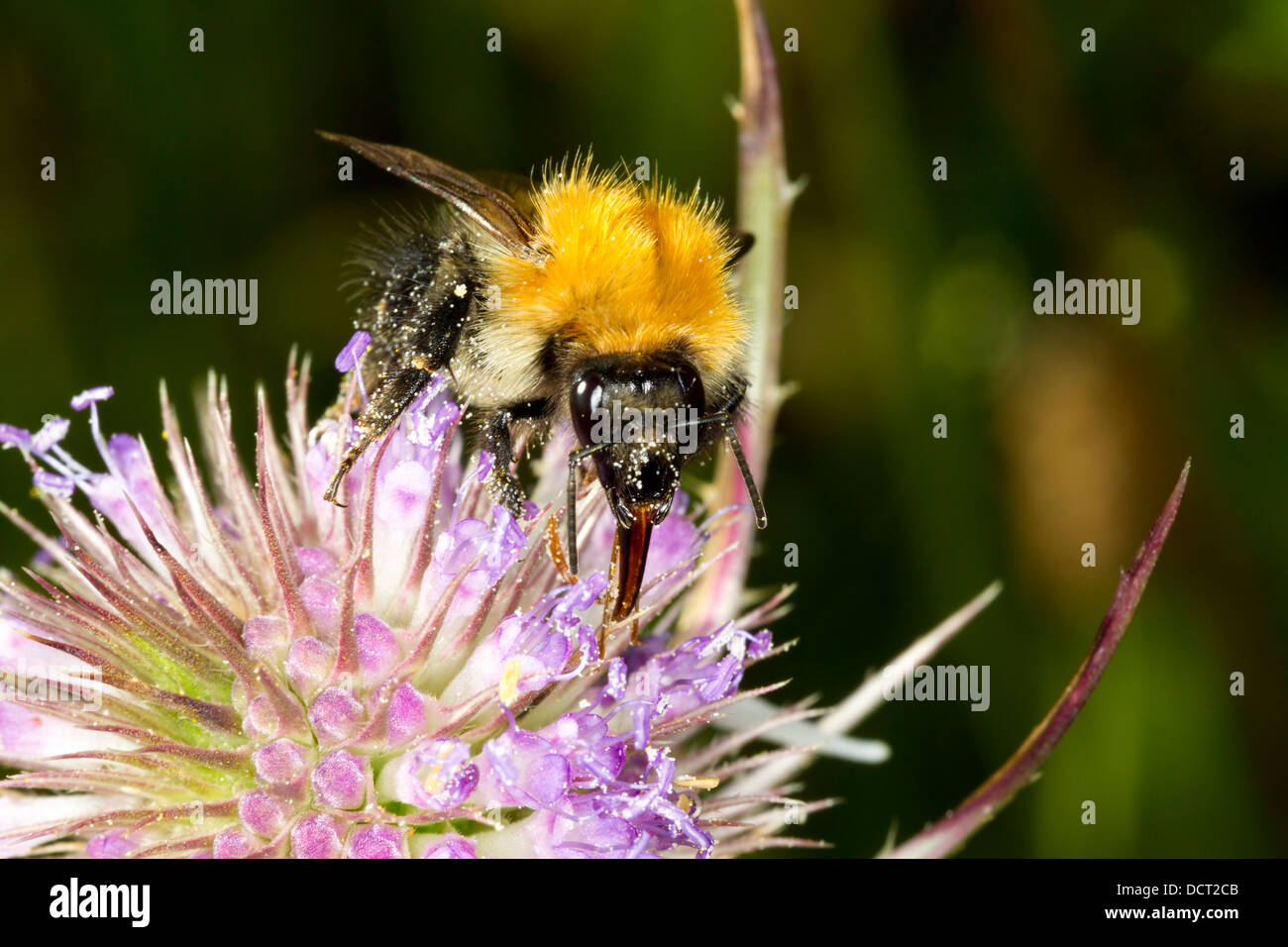 Bee. Anthophora plumipes (Anthophoridae Stock Photo - Alamy