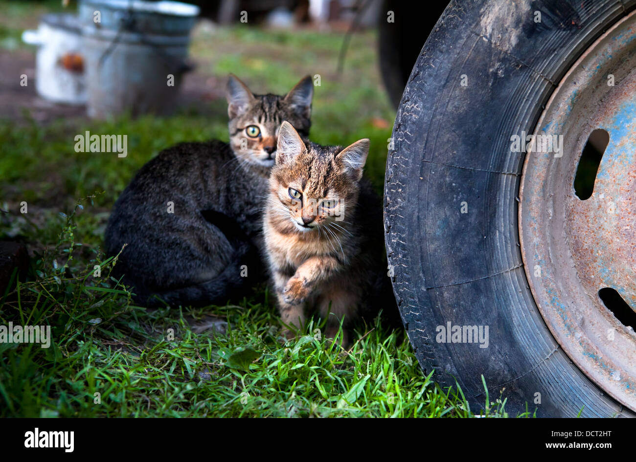 cute kittens outdoors Stock Photo - Alamy