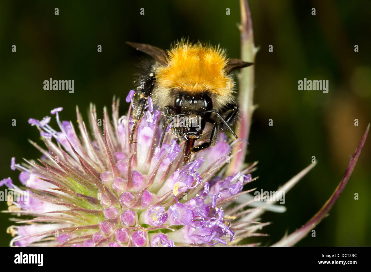 Anthophora hi-res stock photography and images - Alamy