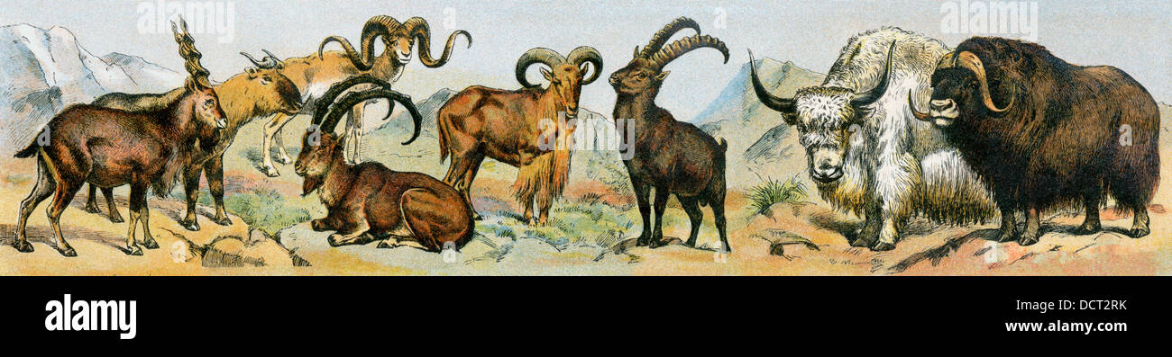 Types of wild goats, 19th century. Color lithograph Stock Photo - Alamy
