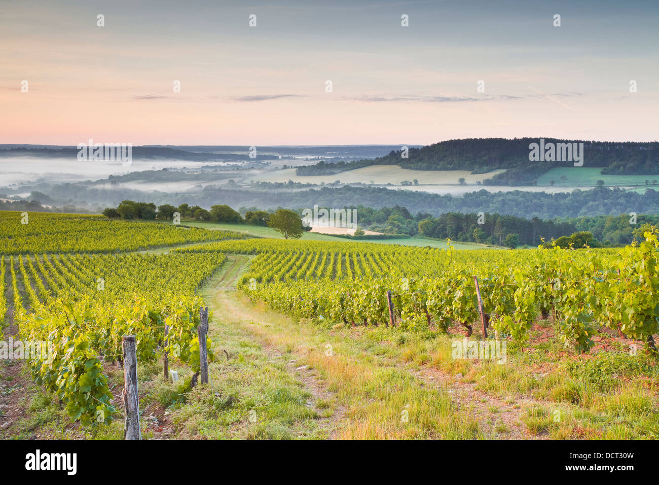Burgundy vineyard hi-res stock photography and images - Alamy