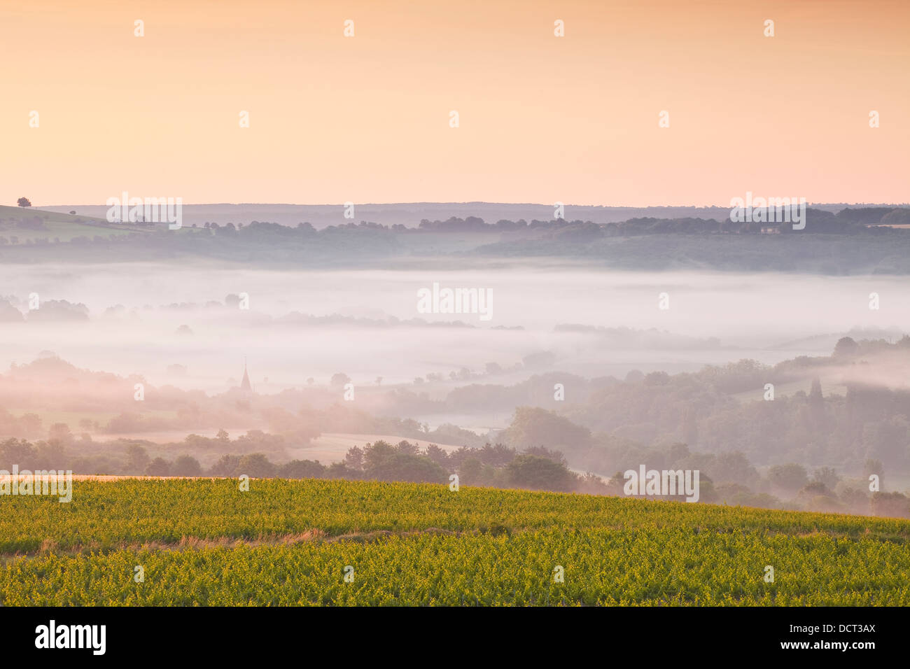 Hill vineyards during sunny hi-res stock photography and images - Alamy