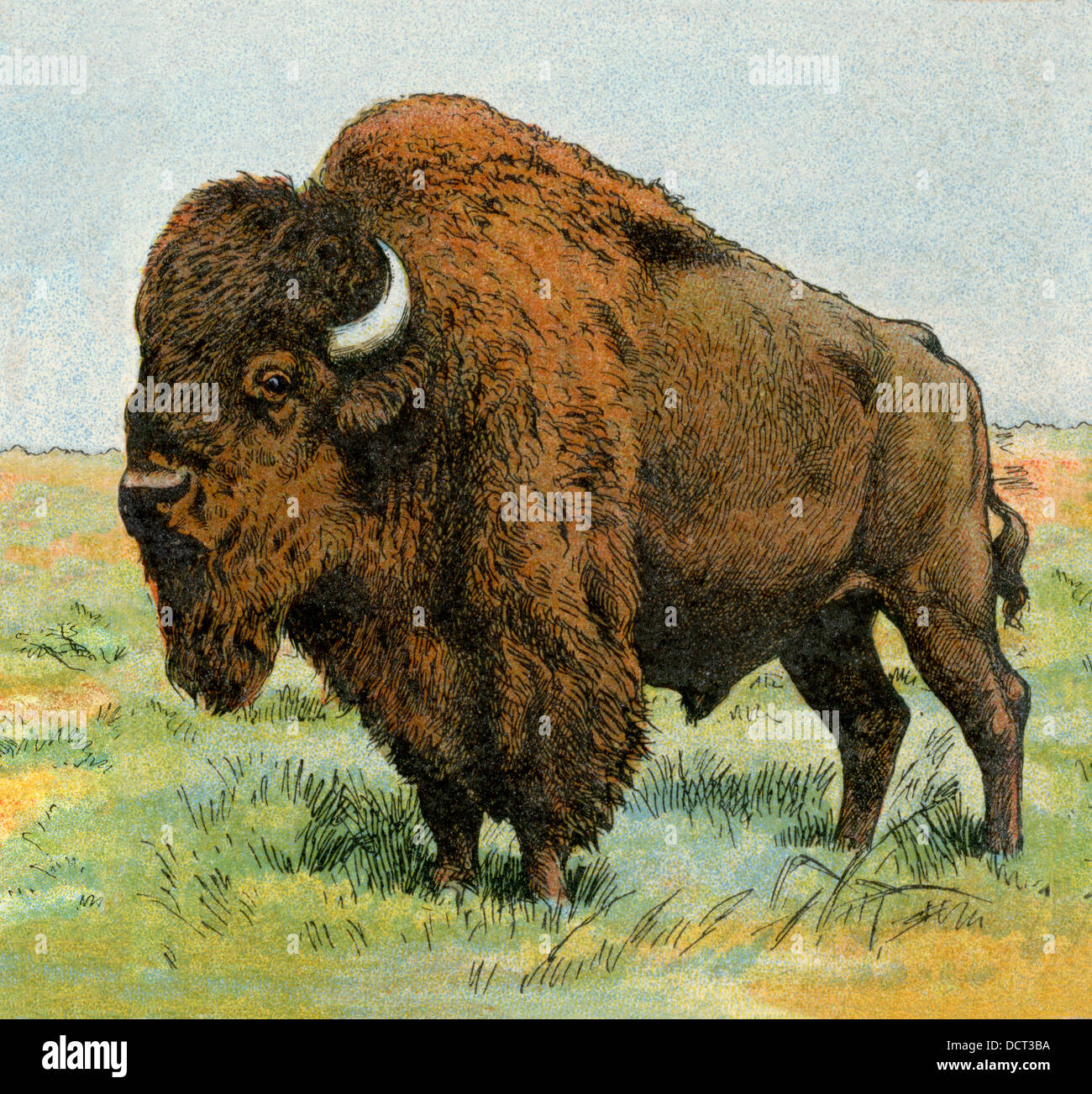 Buffalo plains 19th century hi-res stock photography and images - Alamy