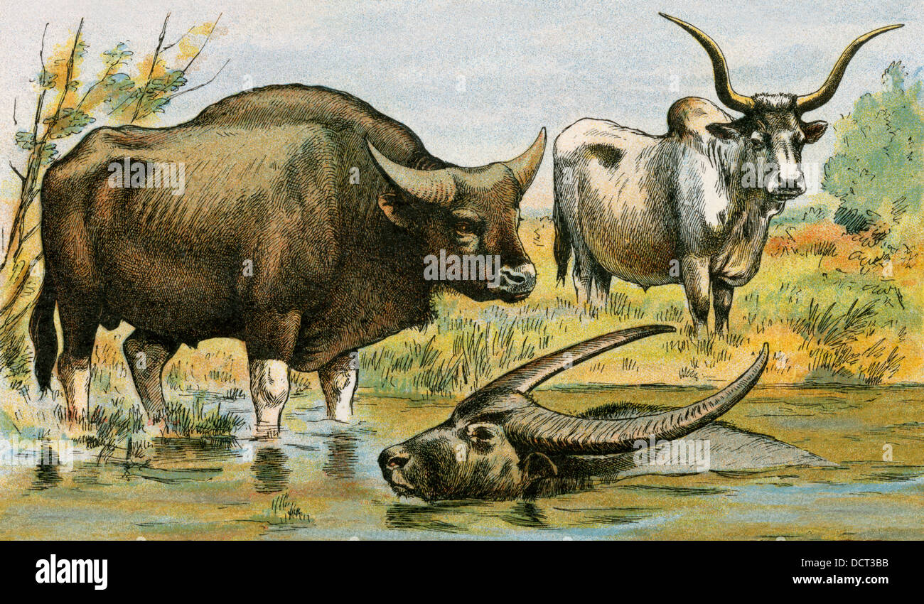 Water buffalo. Color lithograph Stock Photo - Alamy