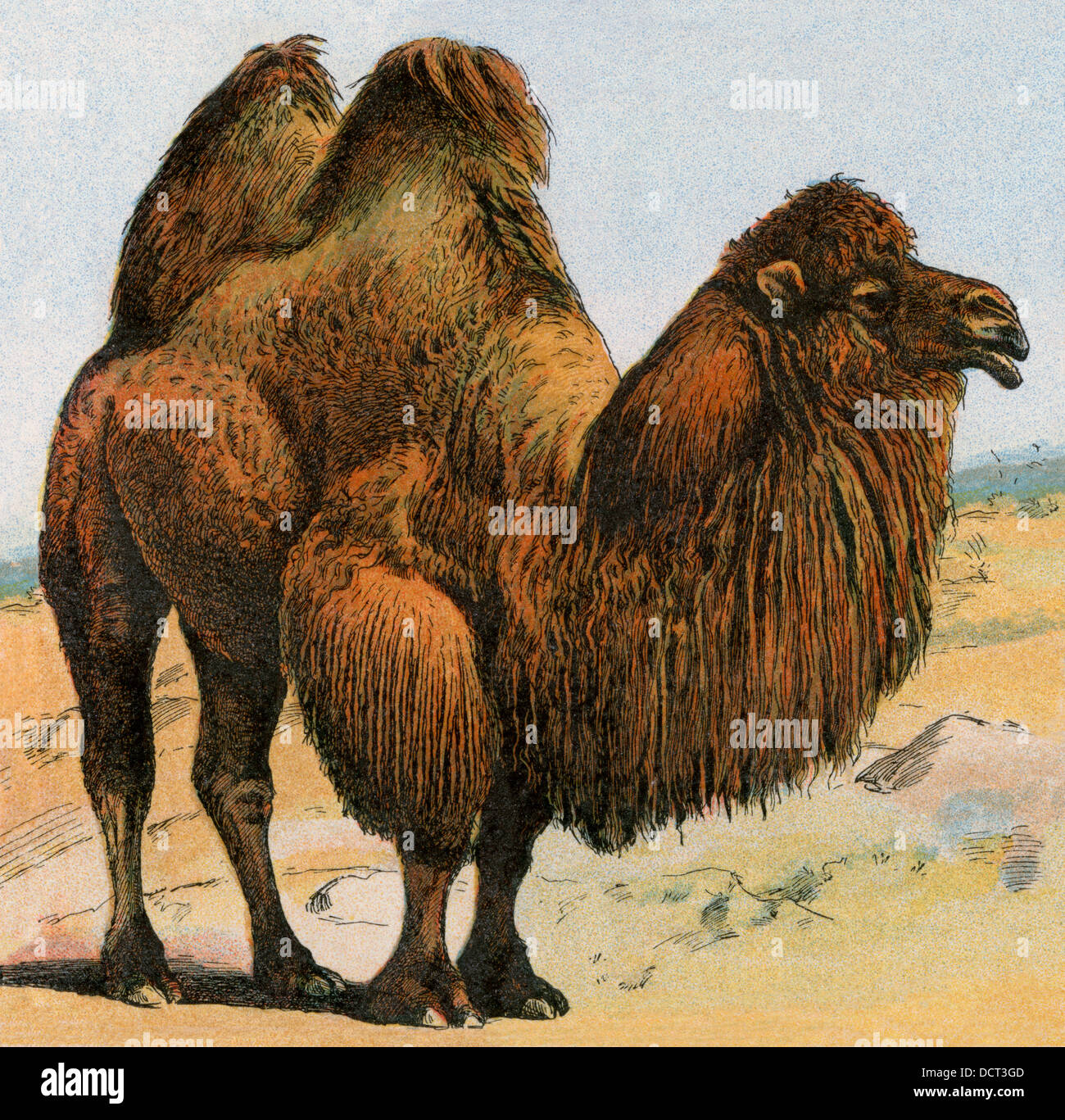 Two hump camel hi-res stock photography and images - Alamy