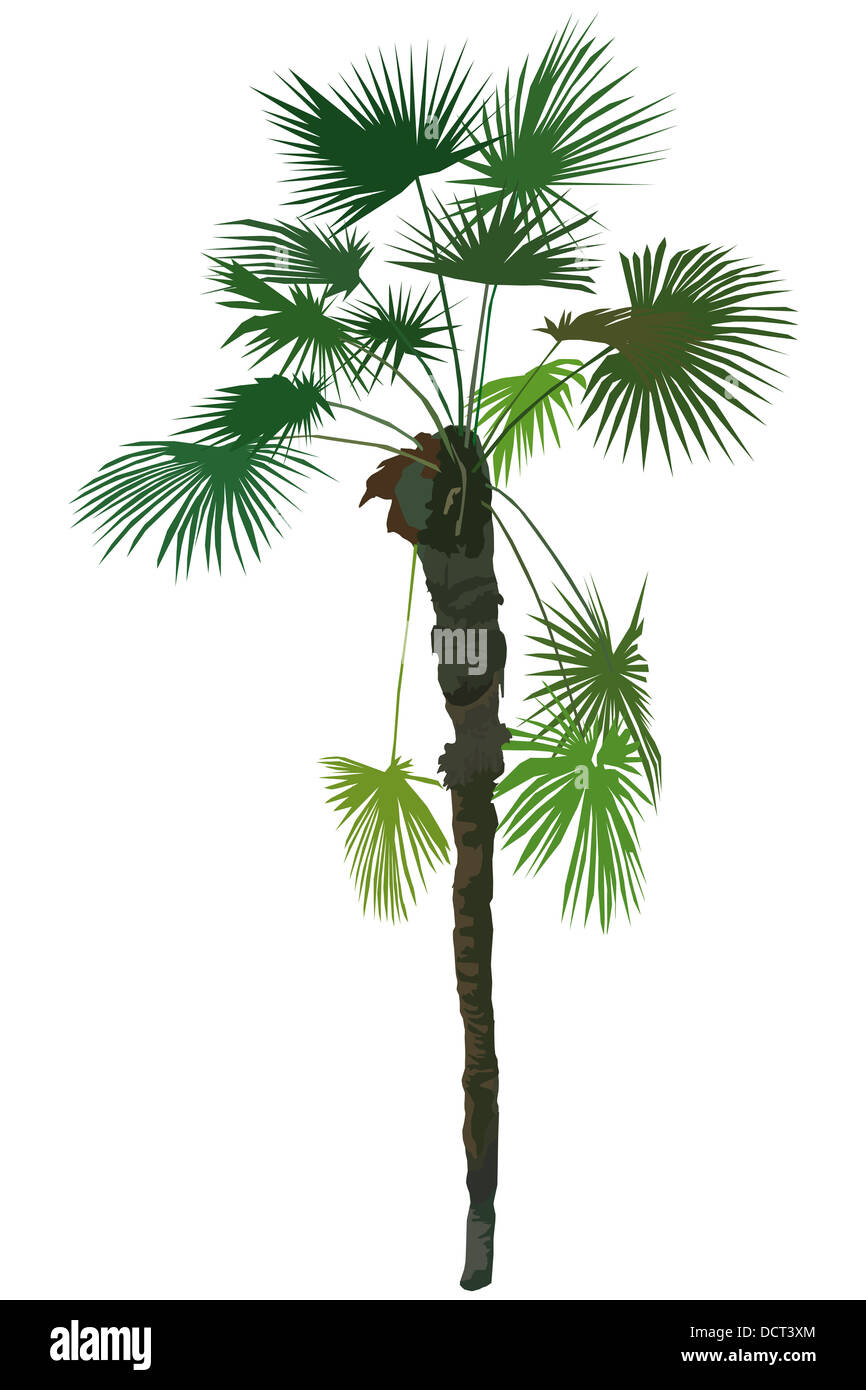 a image of a tropical plant tree Stock Photo - Alamy