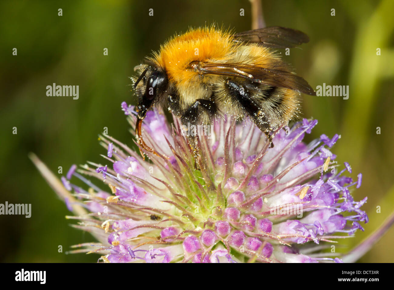 Bee. Anthophora plumipes (Anthophoridae Stock Photo - Alamy