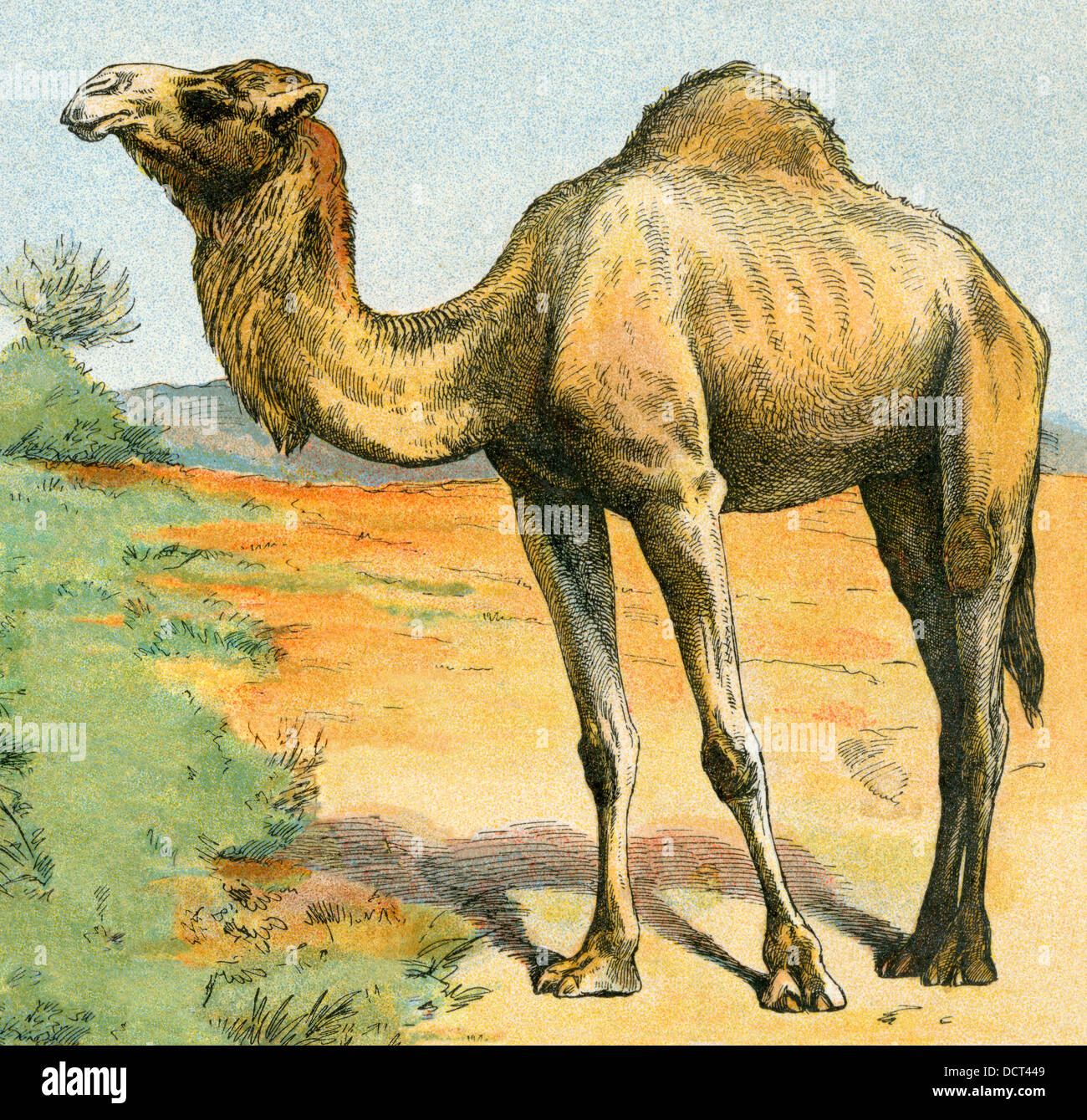 Dromedary, or one-humped camel. Color lithograph Stock Photo - Alamy