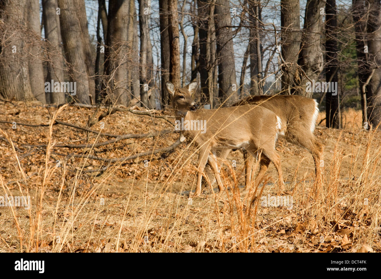 Pennsylvania wildlife hi-res stock photography and images - Alamy