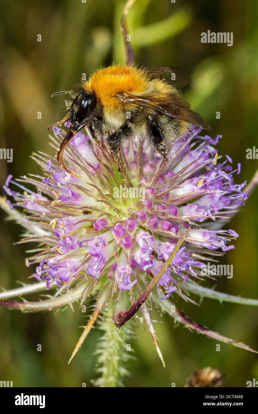 Bee. Anthophora Plumipes (Anthophoridae Stock Photo - Alamy