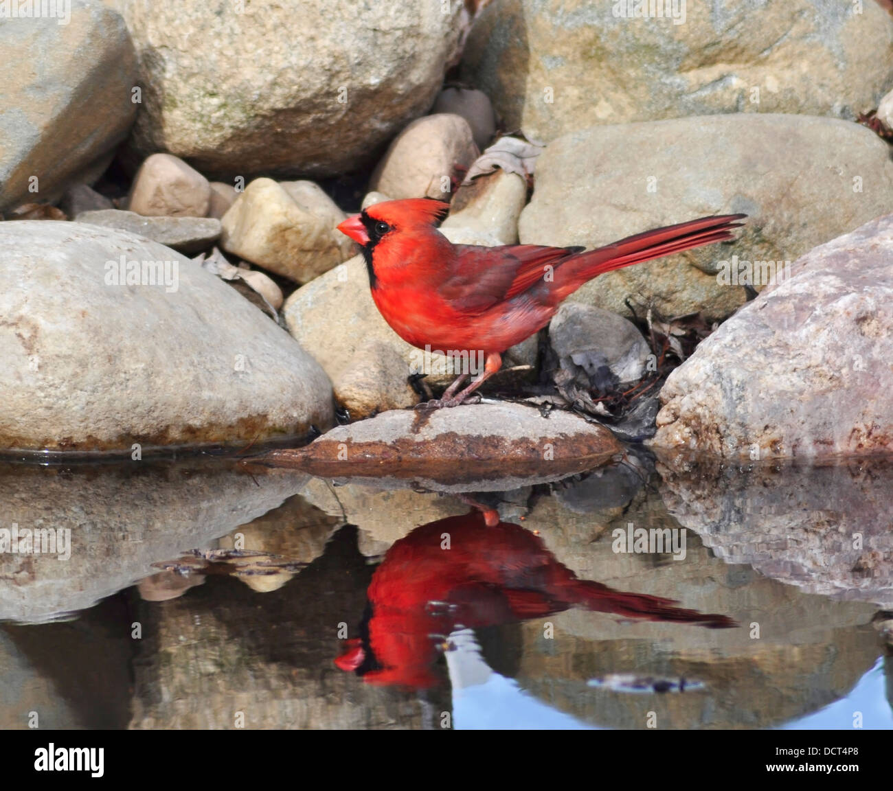 Cardinal bird reflection hi-res stock photography and images - Alamy