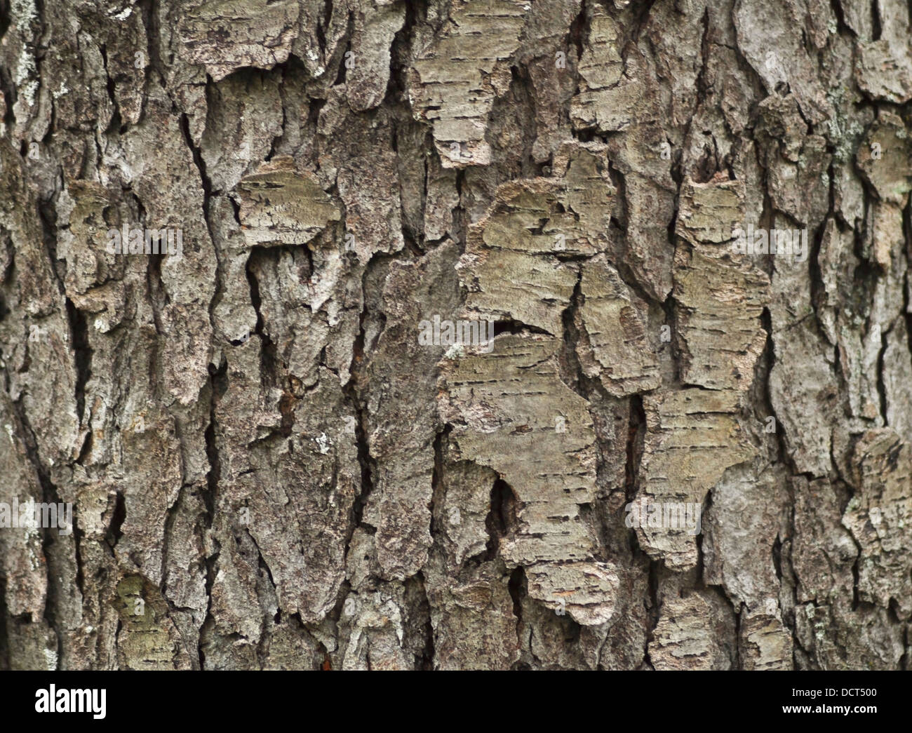 Tracery of branches hi-res stock photography and images - Alamy