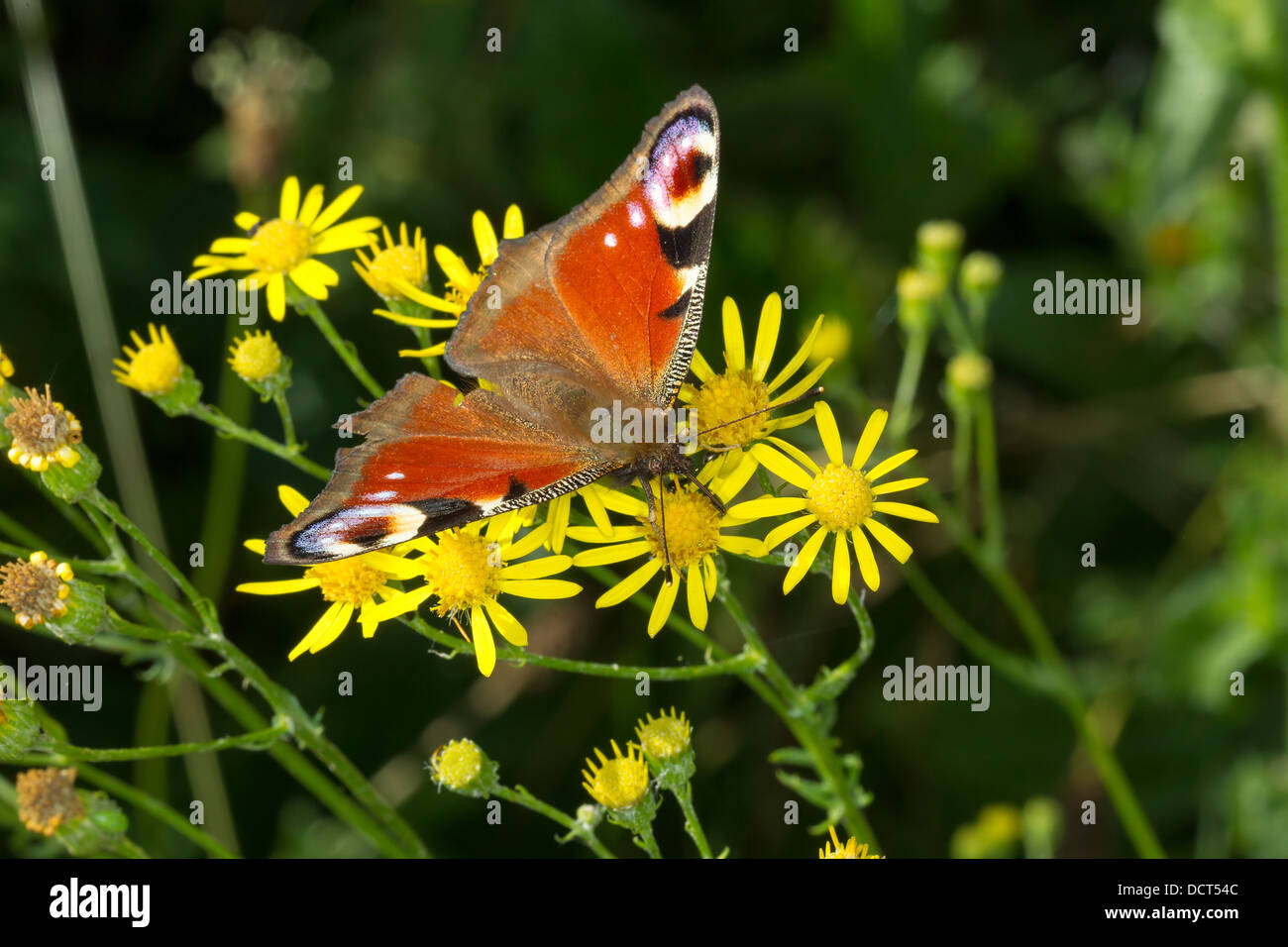 Peacock. Nymphalis io (Nymphalidae Stock Photo - Alamy