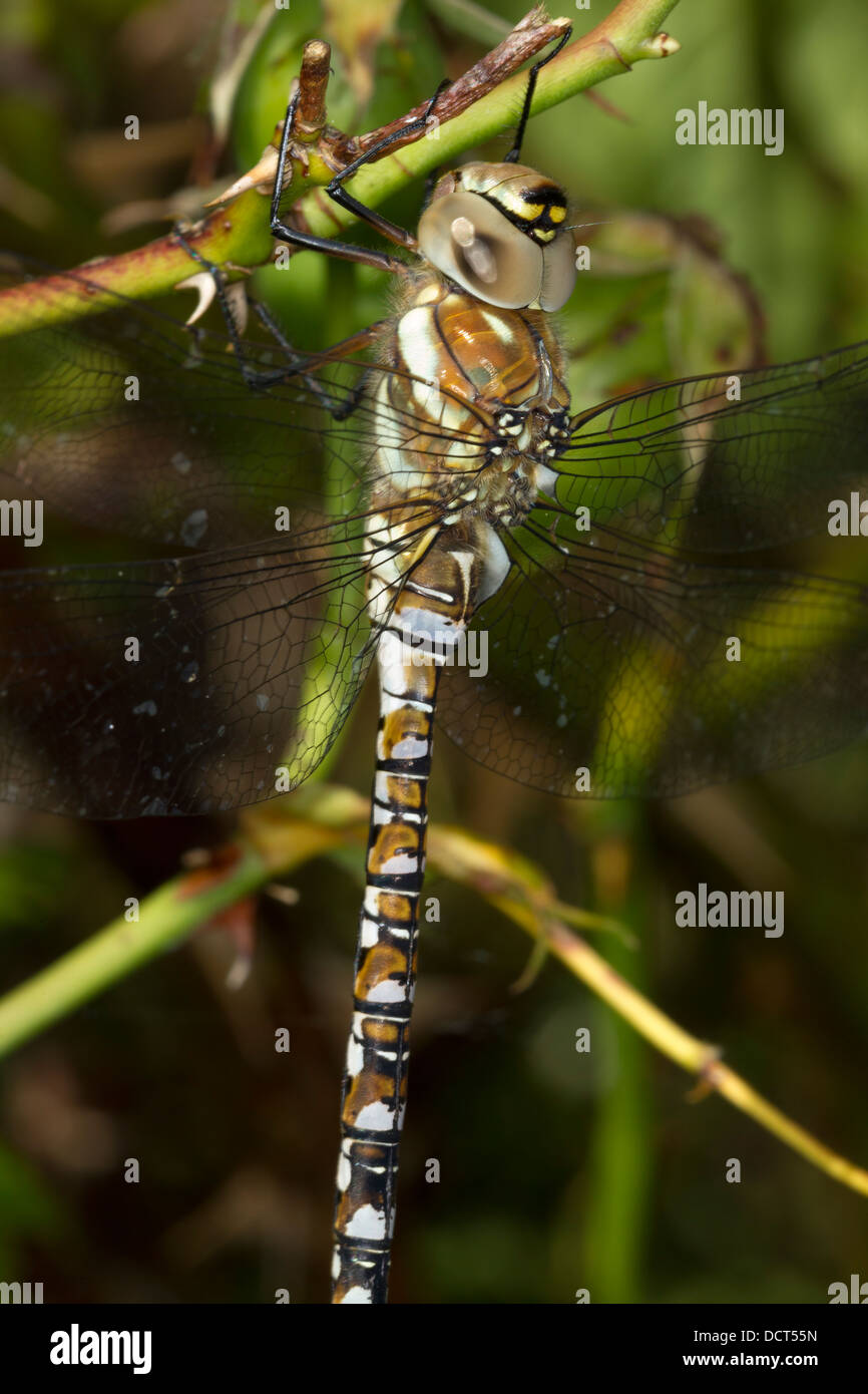 Aeshnidae hi-res stock photography and images - Alamy