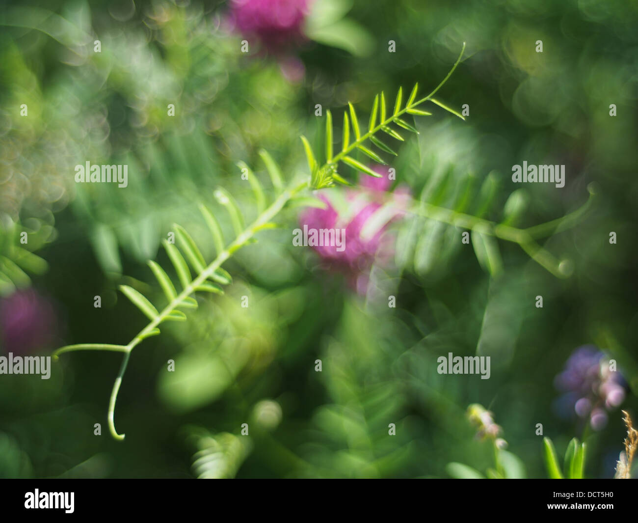 vetch in the forest Stock Photo - Alamy