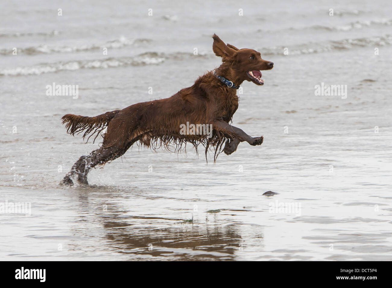 Red setter jumping hi-res stock photography and images - Alamy