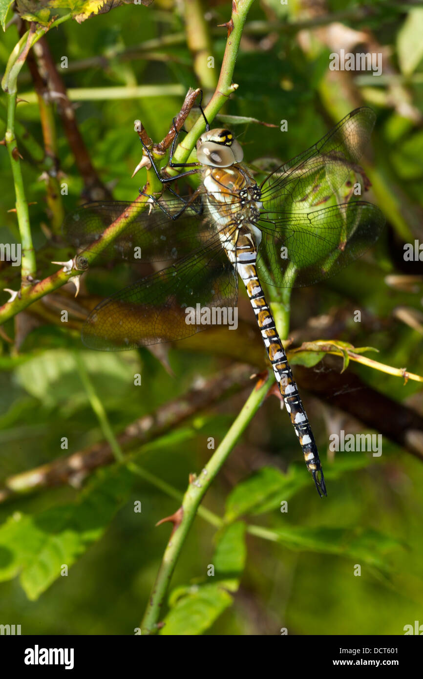 Aeshnidae hi-res stock photography and images - Alamy