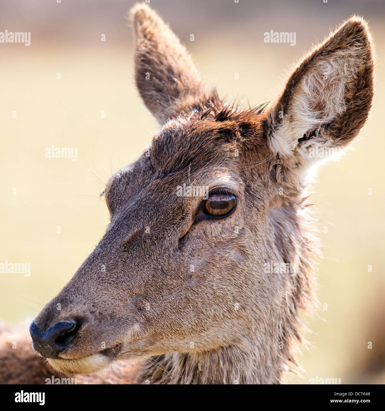 portrait of wild doe Stock Photo - Alamy