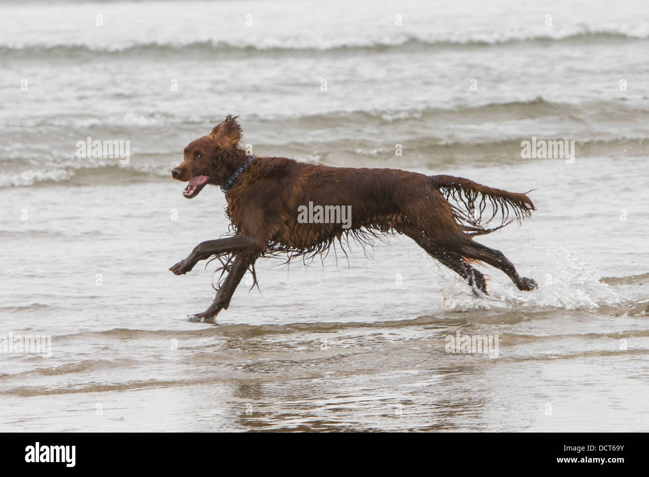 Irish setter running through surf on beach Stock Photo - Alamy