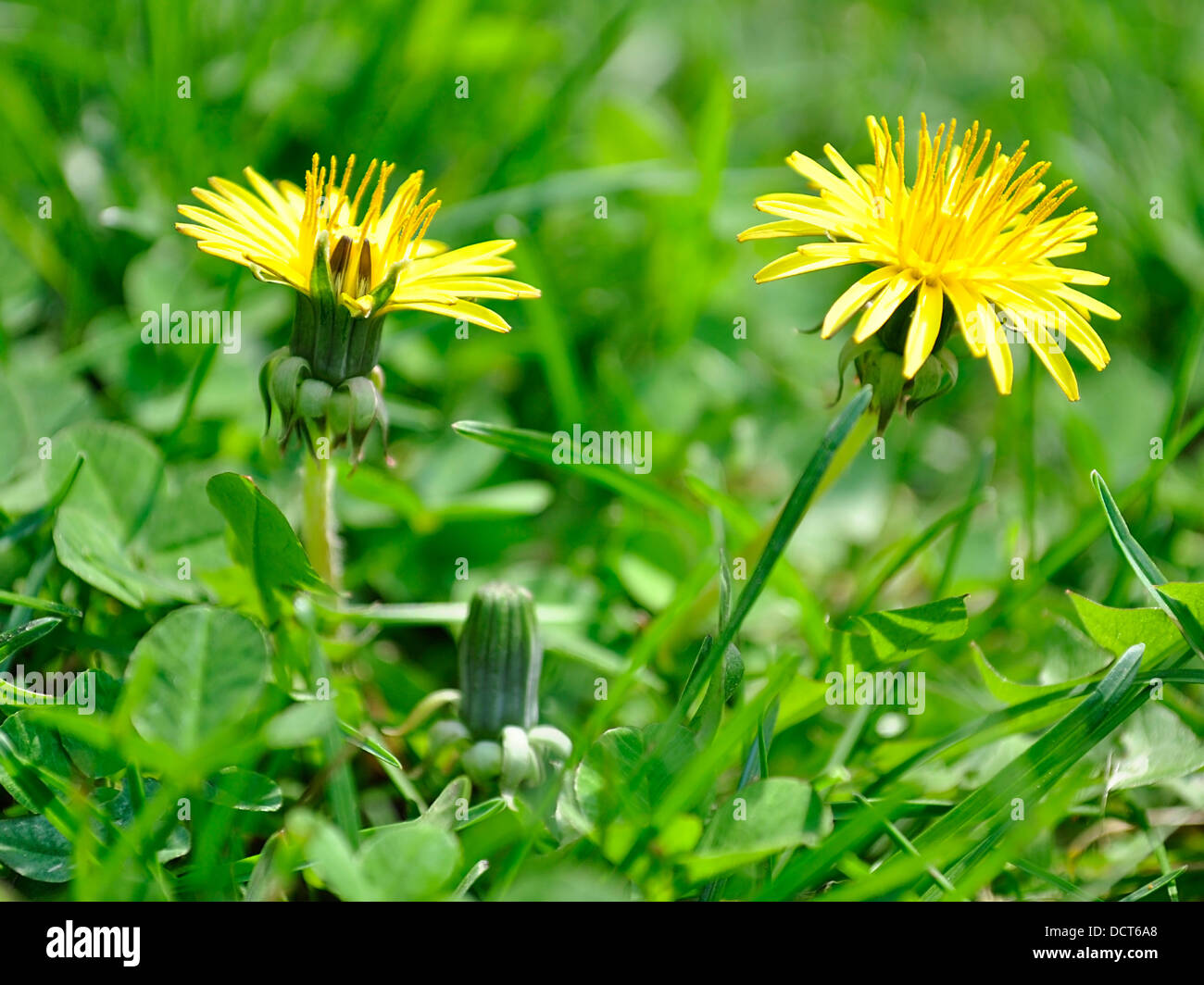 Dandelion farm land hi-res stock photography and images - Alamy