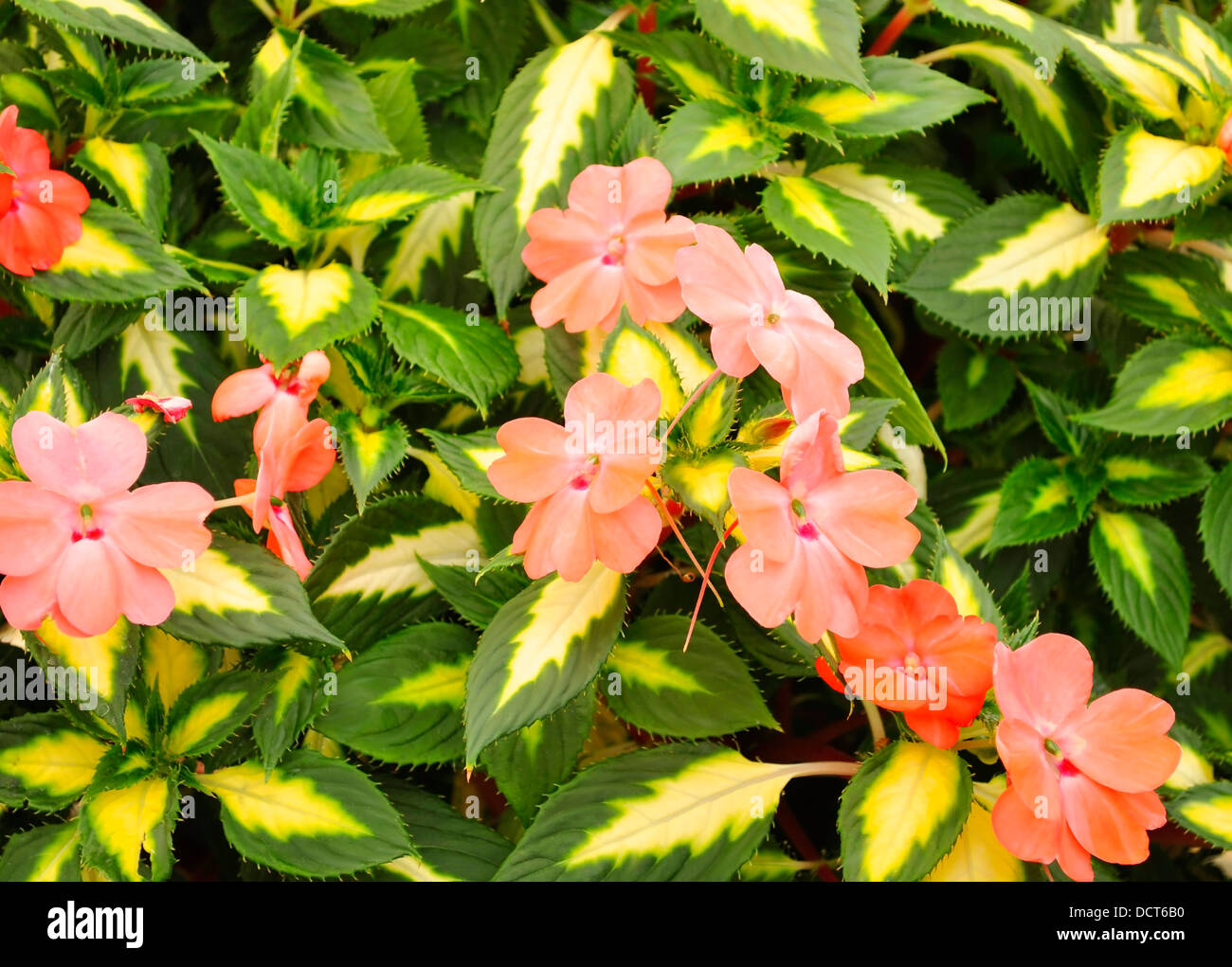Begonia leaf details hi-res stock photography and images - Alamy