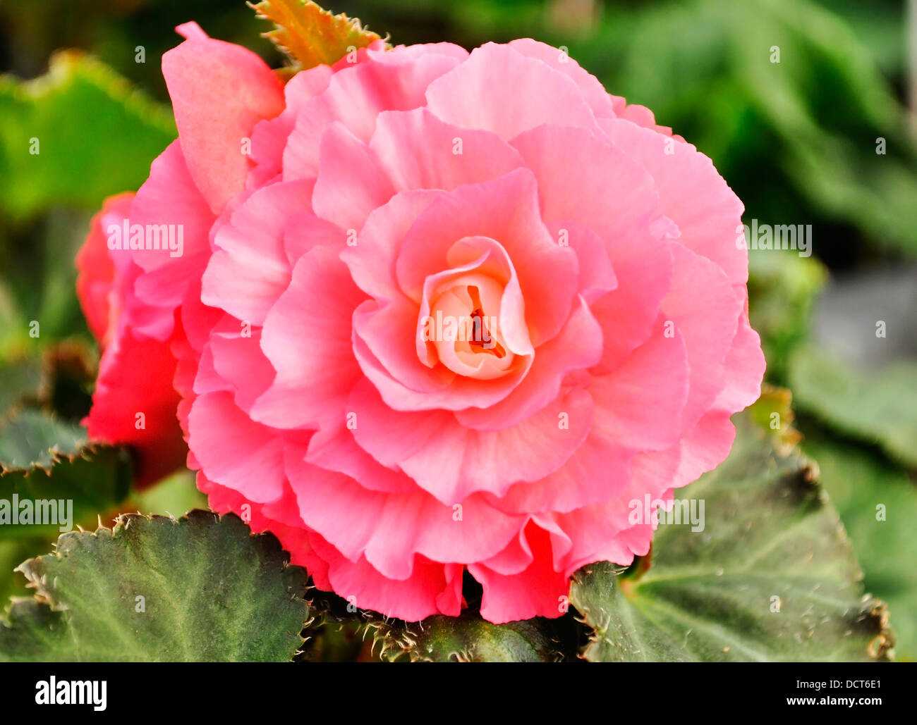 Begonia leaf details hi-res stock photography and images - Alamy