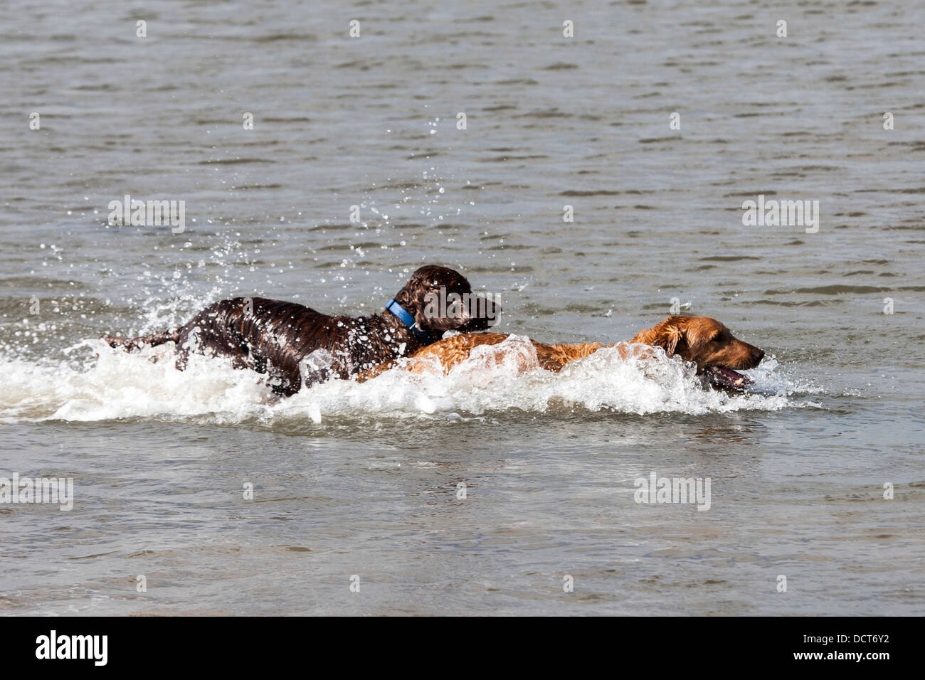 Irish beach two dogs hi-res stock photography and images - Alamy